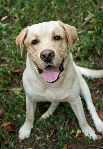 Vincent | ES - Lostpedia | Fandom