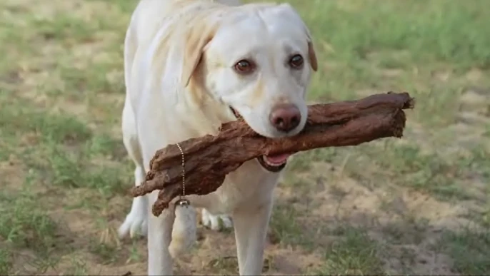 Foro:El perro | ES - Lostpedia | Fandom