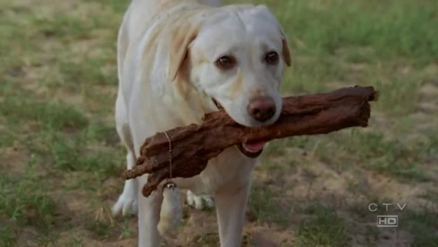 Vincent | Lost Wiki | Fandom