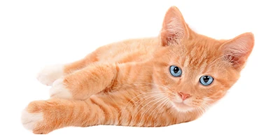 Snapfire | Lostwoods Wiki | Fandom