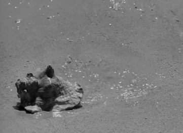 The Conch | Lord of the Flies Wiki | Fandom