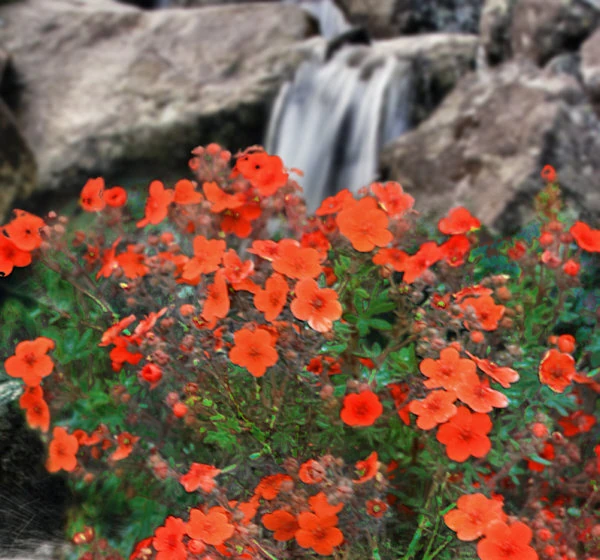 Seregon | Śródziemie Wiki | Fandom