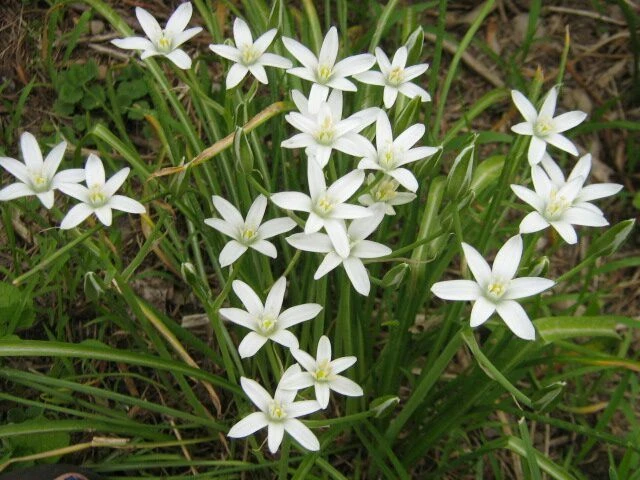 Niphredil | Śródziemie Wiki | Fandom