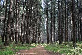 Waitarere Forest | The One Wiki to Rule Them All | Fandom