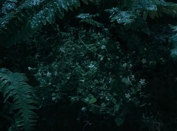 Athelas | The One Wiki to Rule Them All | Fandom