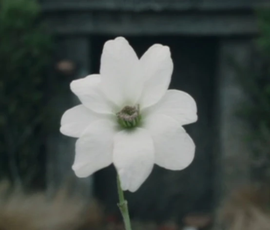 Simbelmynë | Der Herr der Ringe Wiki | Fandom