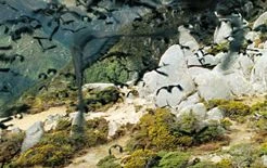 Crebain | LOTR Fanon | Fandom