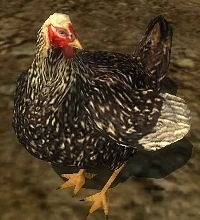 Billina | JaLotRO | Fandom