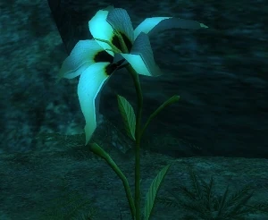 Rhosthon's Flower | JaLotRO | Fandom