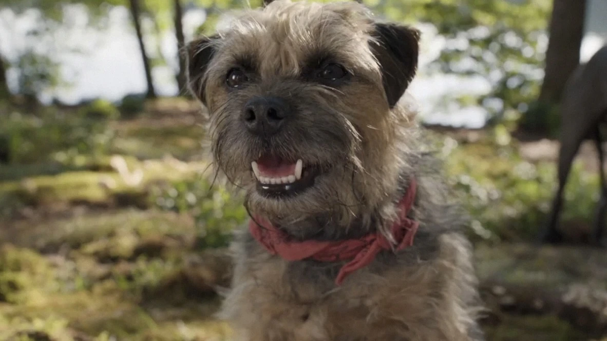 Reggie (Strays) | Love Exalted Wiki | Fandom