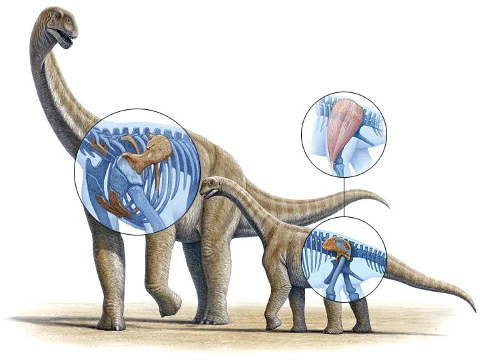 Brontomerus | Loveall231 Wikia | Fandom