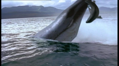 Basilosaurus | Loveall231 Wikia | Fandom