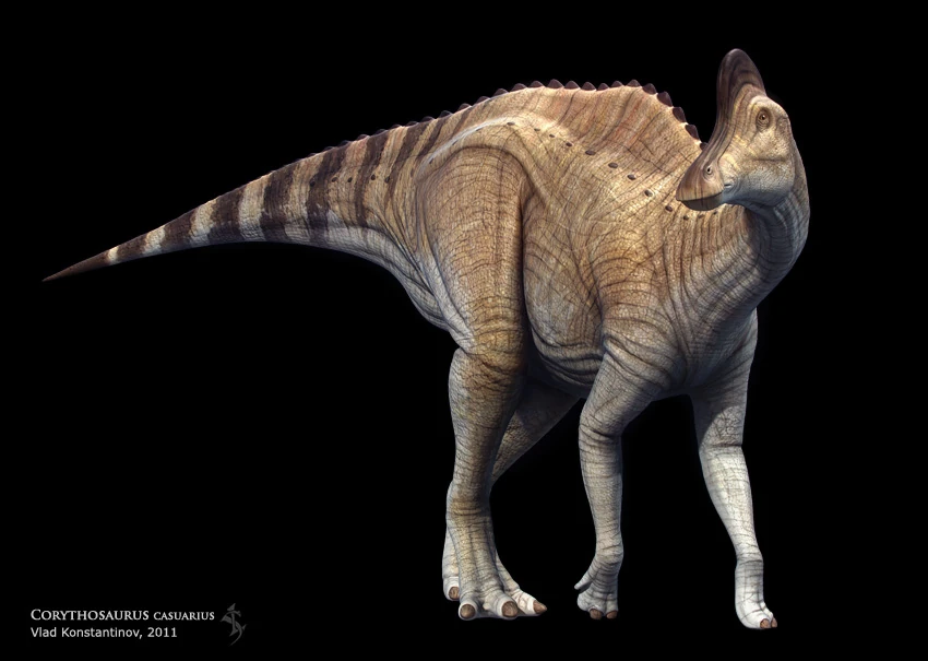 Corythosaurus | Loveall231 Wikia | Fandom