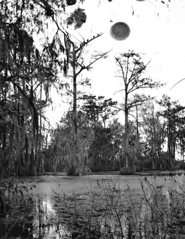 Dark Swamp | The H.P. Lovecraft Wiki | Fandom