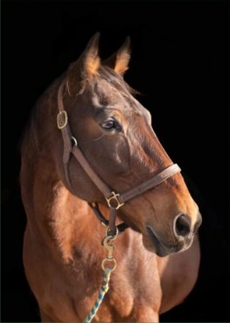 Slippy Stratton | Loving Memories Wiki | Fandom