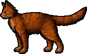 Snapper | Loyalty (Warrior Cat Fanfiction Series) Wiki | Fandom