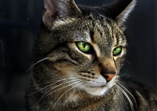 Sparrow | Loyalty (Warrior Cat Fanfiction Series) Wiki | Fandom