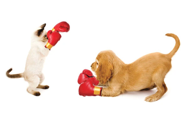 The Cutest Battle Ever | LPS Dogs VS Cats Wiki | Fandom