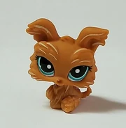 Yorkies | Littlest Pet Shop Gameloft Wiki | Fandom