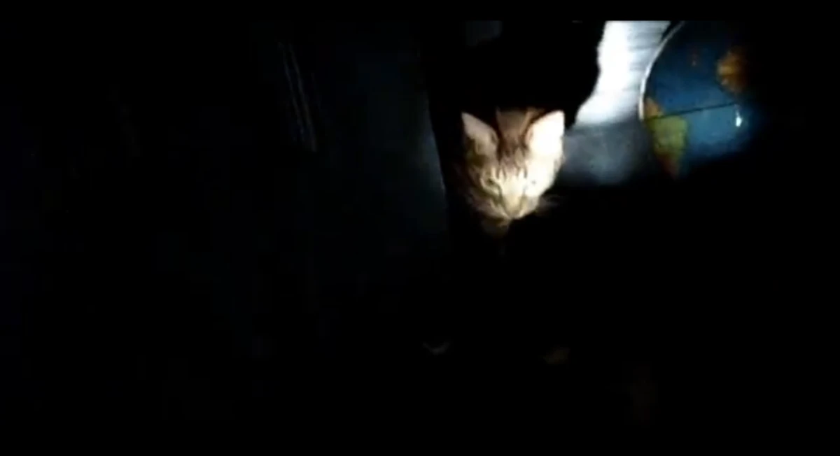 Cat beast | LSWCW Wiki | Fandom