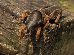 Lewek pospolity | Star Wars Fanonpedia | Fandom