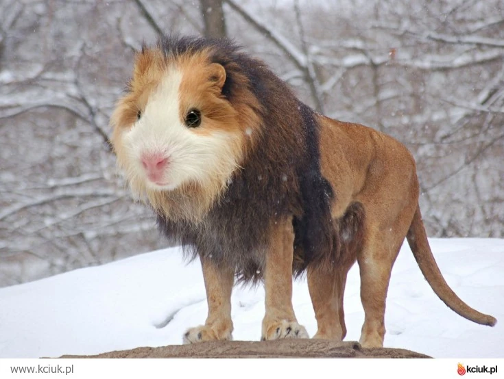 Lew morski pospolity | Star Wars Fanonpedia | Fandom