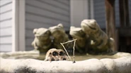 Lucas | Lucas The Spider Wiki | Fandom