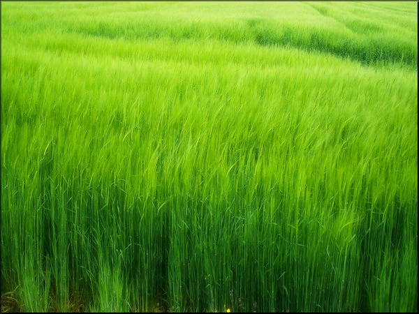 The Fall of the Dolish | Lucerne Wiki | Fandom