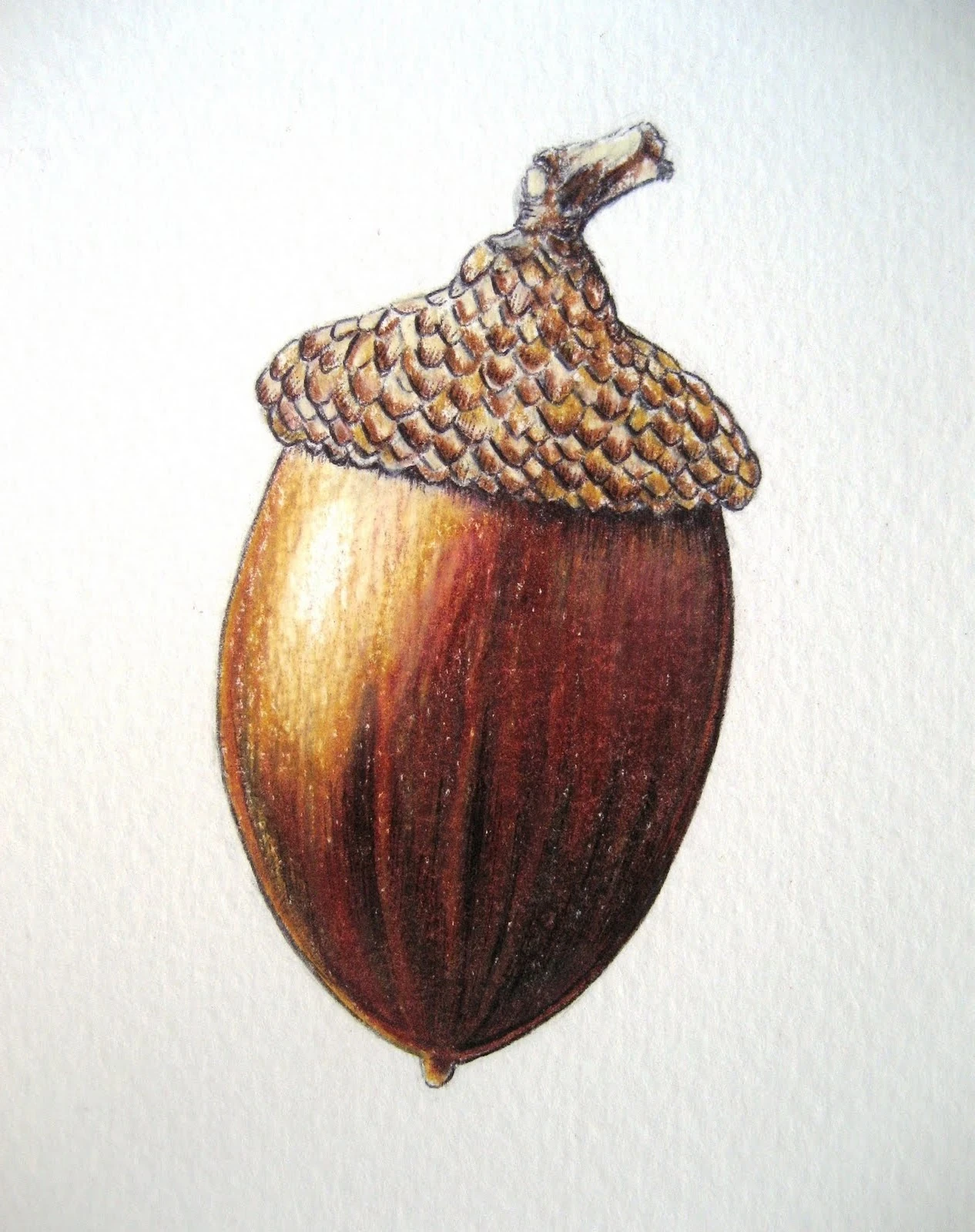 Walder Acorn | Lucerne Wiki | Fandom