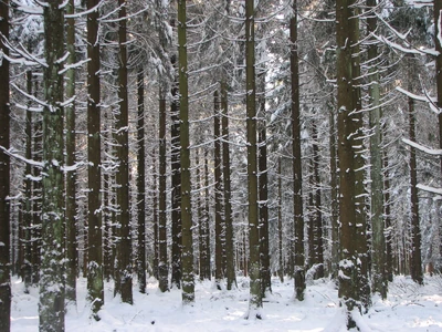 Snowy Vale | Lucerne Wiki | Fandom