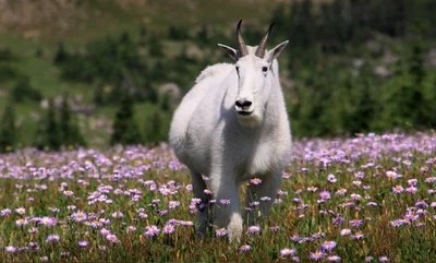 Mountain Bull | Lucerne Wiki | Fandom