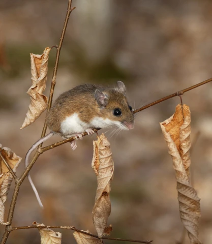 Zipacna the white footed mouse | Luck dog Wiki | Fandom