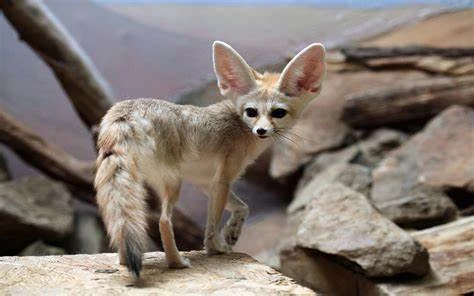 Fennec fox | Luck dog Wiki | Fandom
