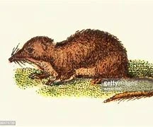 Water shrew | Luck dog Wiki | Fandom