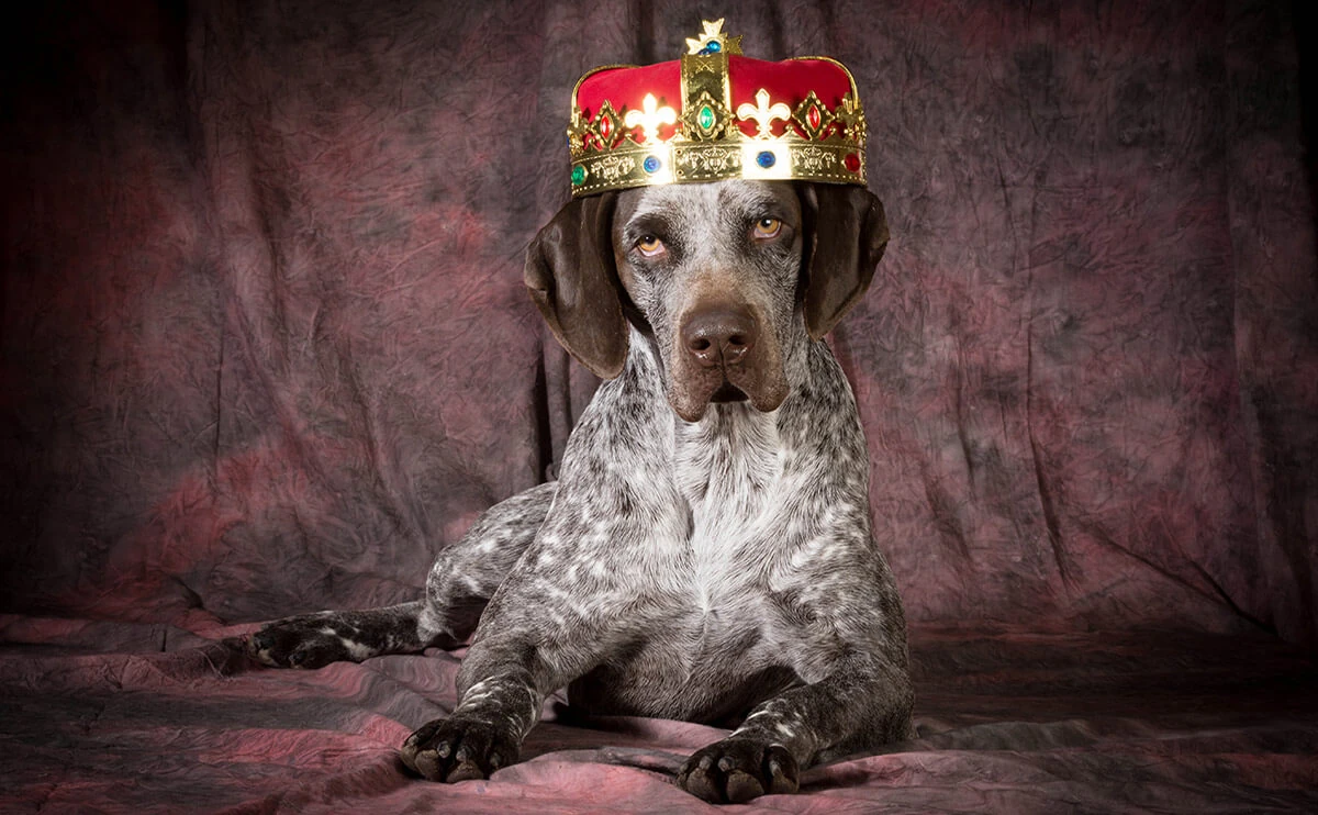 Dog king | Luck dog Wiki | Fandom