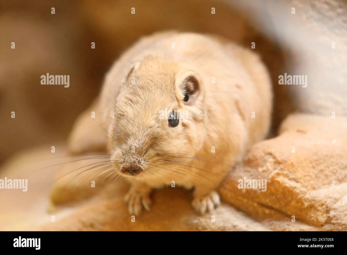 Gundi | Luck dog Wiki | Fandom