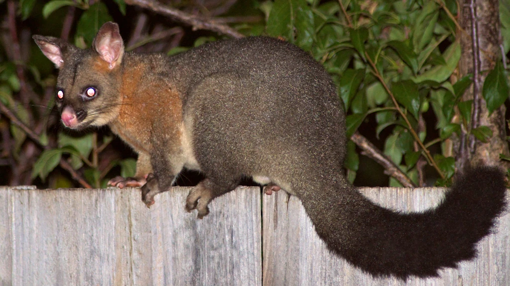 Common brush tail possum | Luck dog Wiki | Fandom