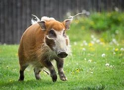 Ren the Red River Hog | Luck dog Wiki | Fandom
