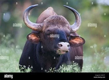 Gaur | Luck dog Wiki | Fandom