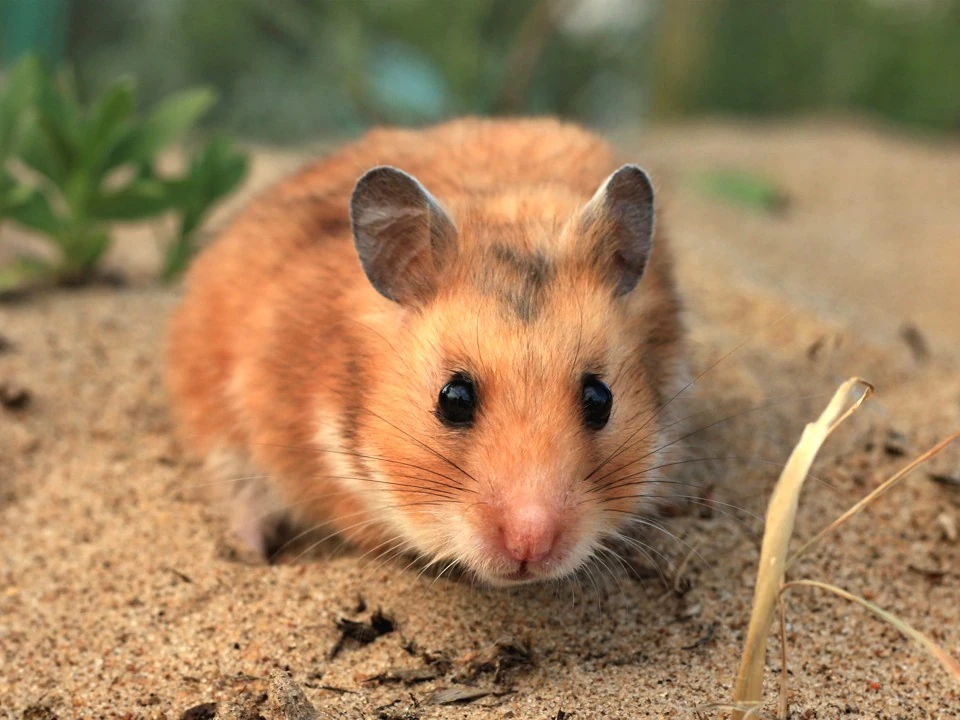 Freddy the Golden Hamster | Luck dog Wiki | Fandom