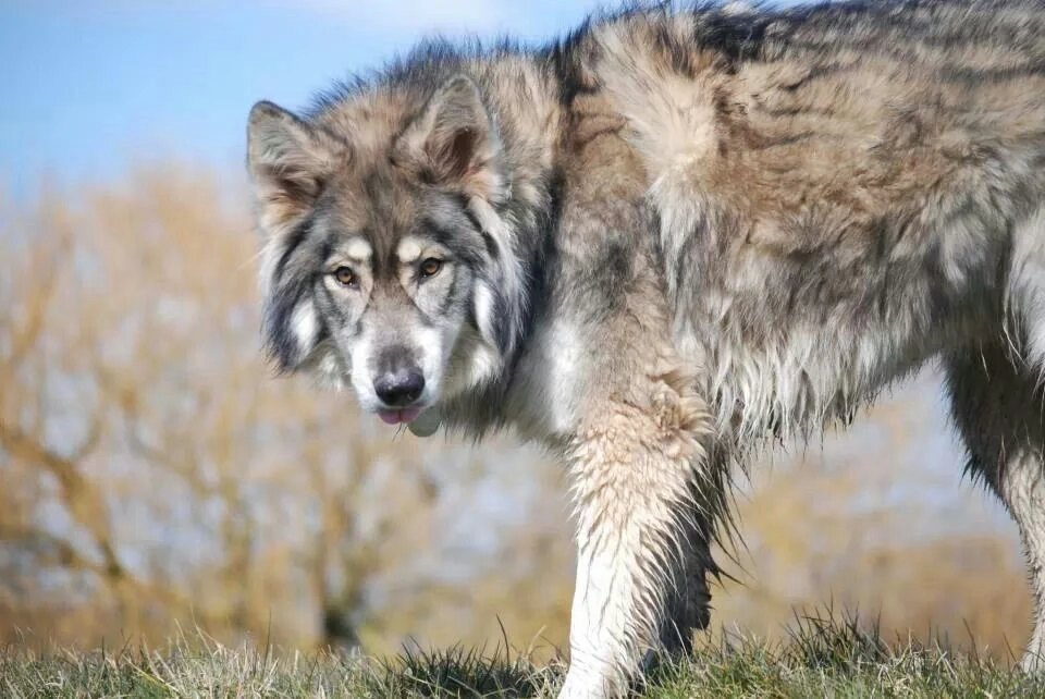 British Timber | Luck dog Wiki | Fandom