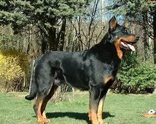 Beauceron | Luck dog Wiki | Fandom
