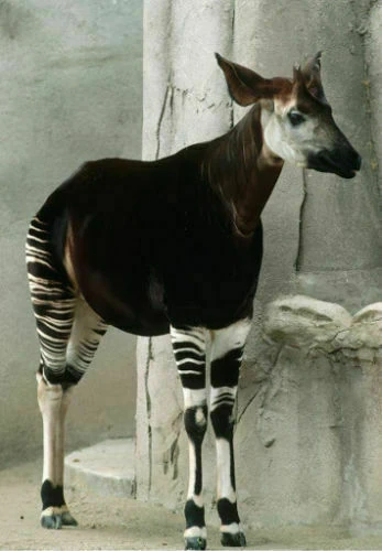Joe the okapi | Luck dog Wiki | Fandom
