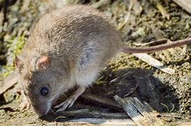 Marsh rice rat | Luck dog Wiki | Fandom