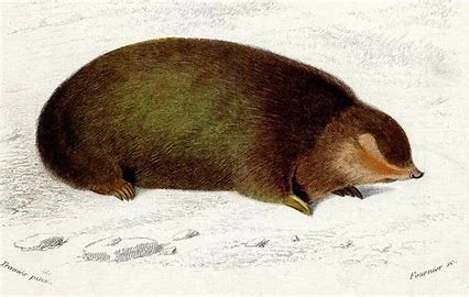 Digger the Golden Mole | Luck dog Wiki | Fandom