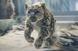 Snow Leopard | Luck dog Wiki | Fandom