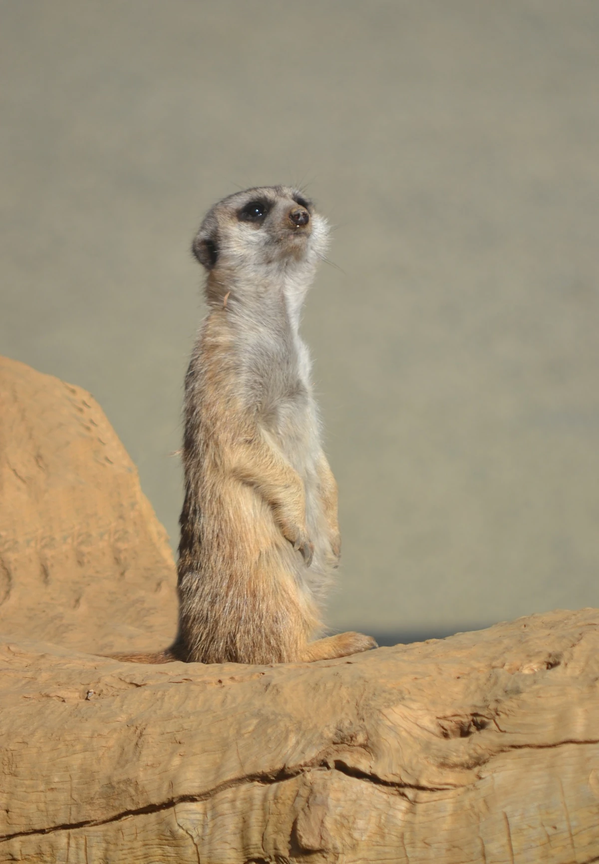 Meerkat senteniel | Luck dog Wiki | Fandom