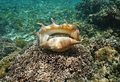 Conch | Luck dog Wiki | Fandom