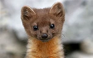 Marten | Luck dog Wiki | Fandom