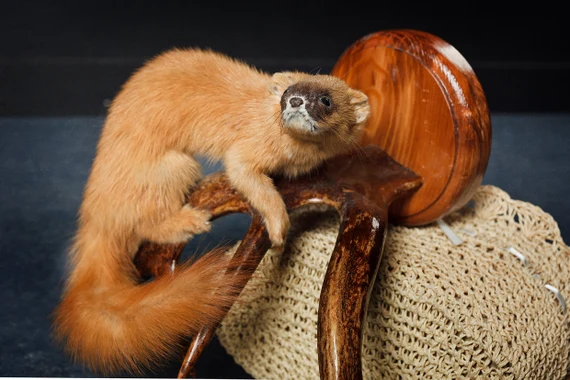 Boris the kolinsky | Luck dog Wiki | Fandom